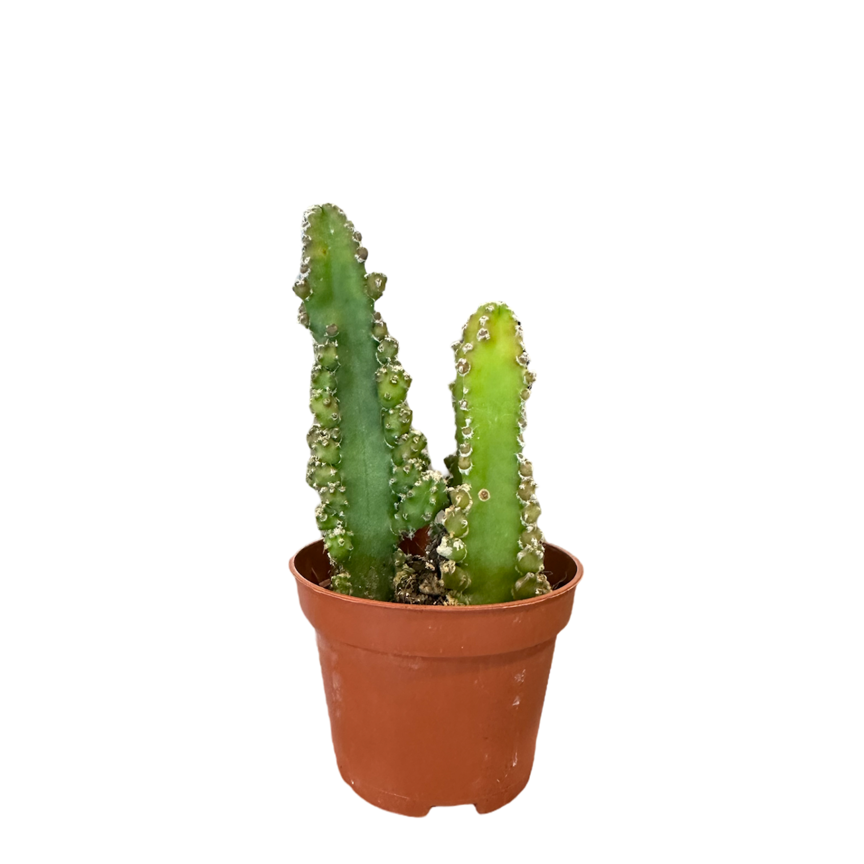 Morgan Creek Tropicals - Assorted Cactus (2 inch) – PROVISIONS MARKET ...