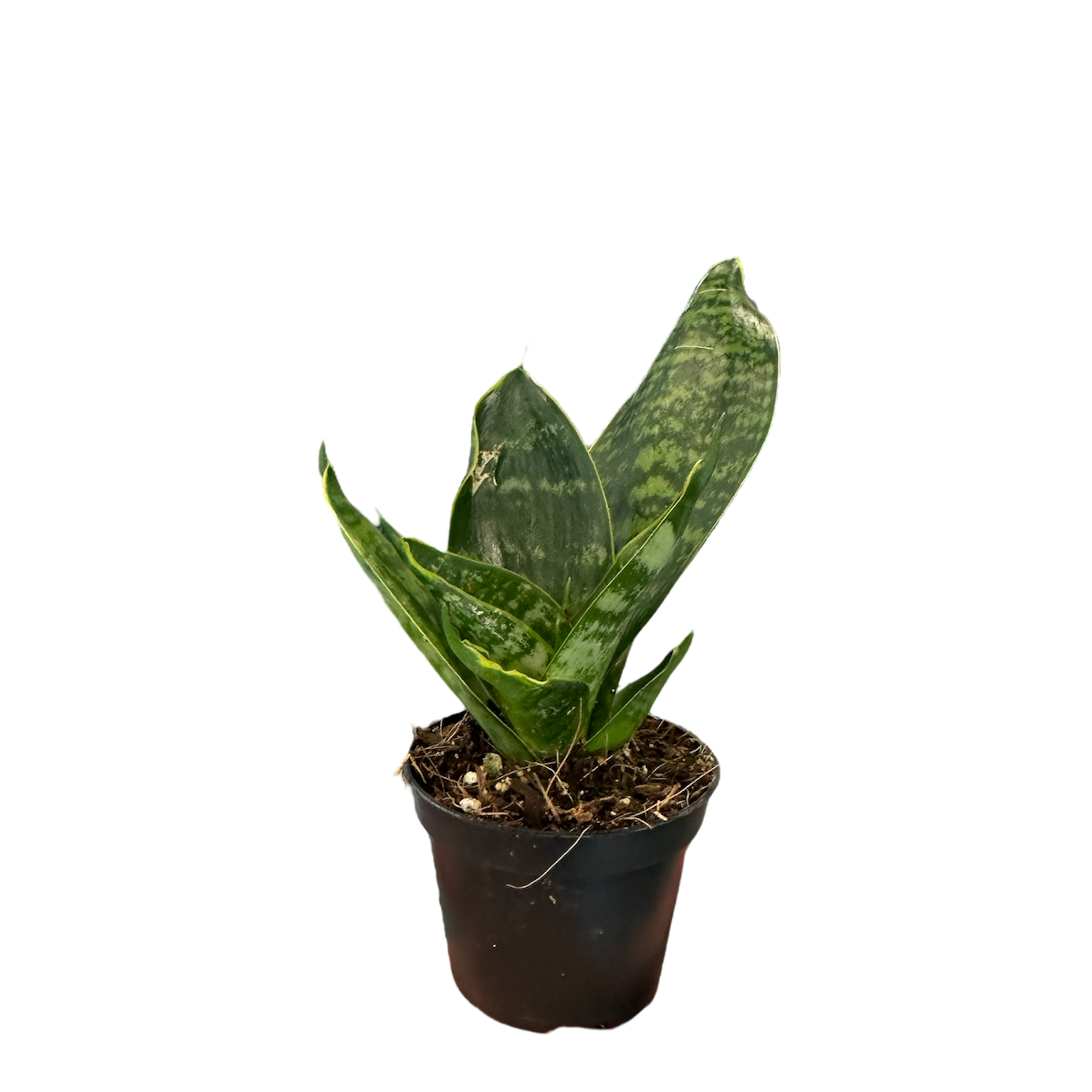 Morgan Creek Tropicals - 2" Assorted Tropical Plants – PROVISIONS ...