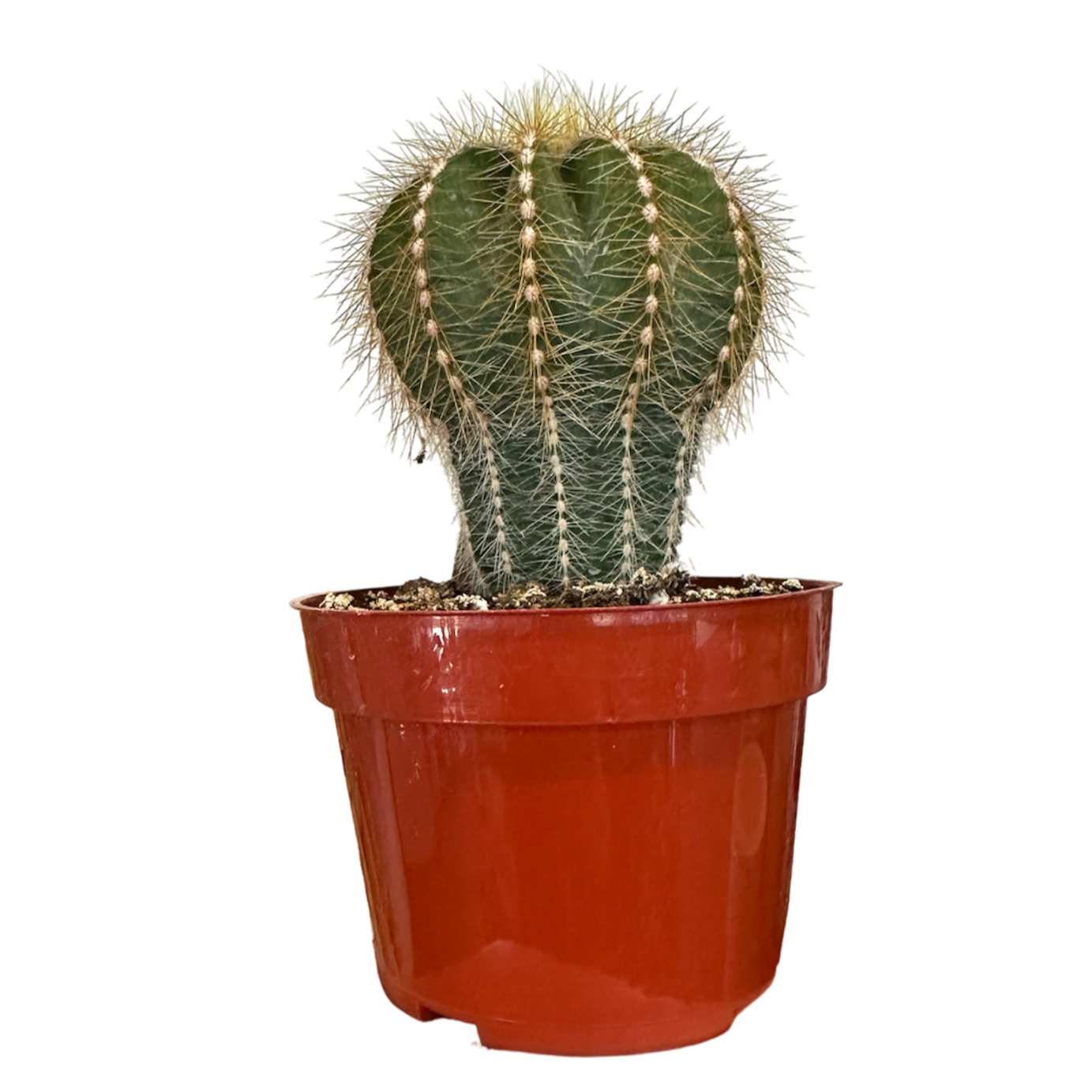 Morgan Creek Tropicals - 4" Assorted Cactus – PROVISIONS MARKET + GIFTS