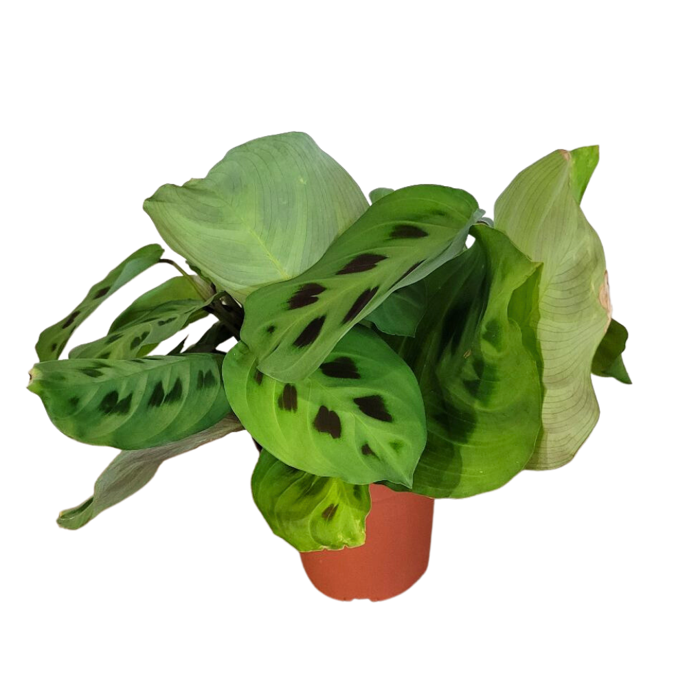 Morgan Creek Tropicals - 4" Maranta Green – PROVISIONS MARKET + GIFTS